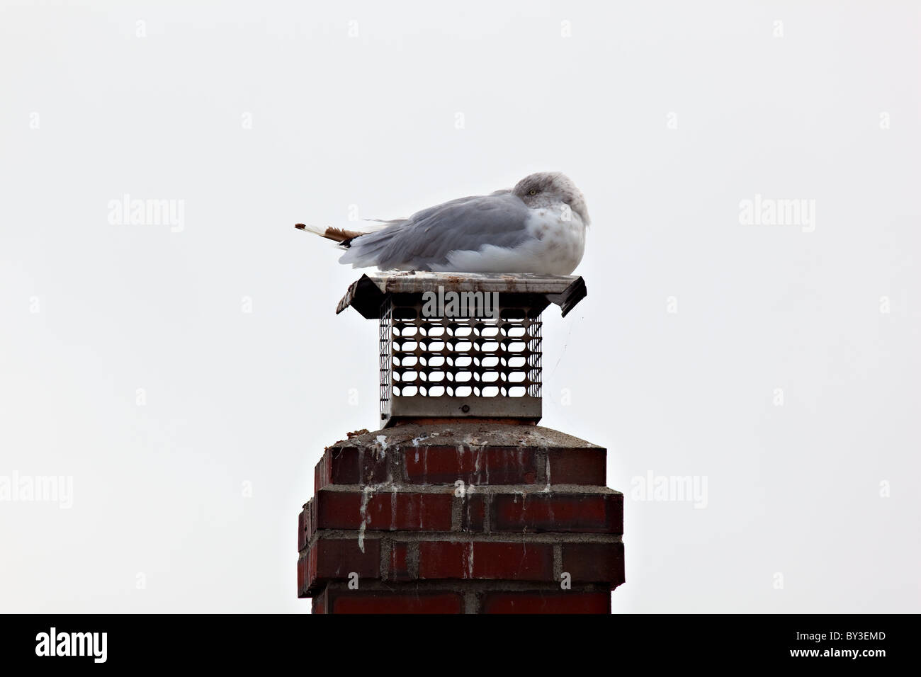 Gull chimney hi-res stock photography and images - Alamy