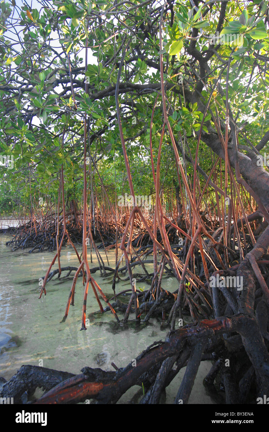 Mangrove trees and roots in a tidal estuary in Fiji Stock Photo - Alamy
