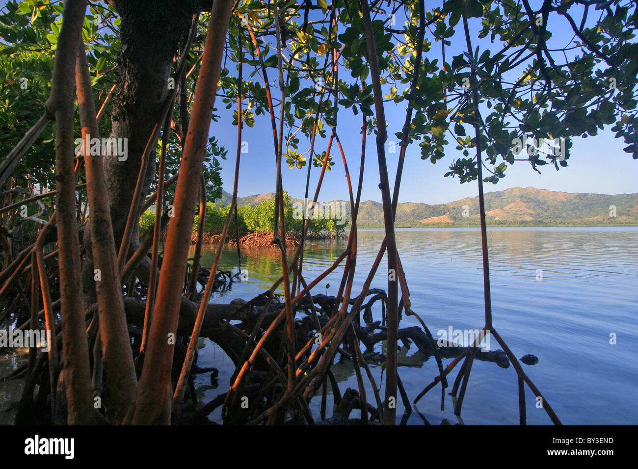 Mangrove trees and roots in a tidal estuary in Fiji Stock Photo - Alamy