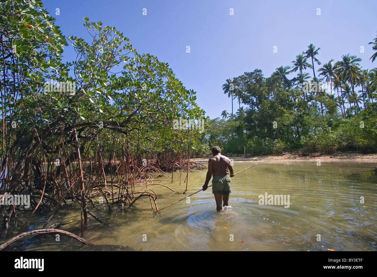 Indigenous Fijian man hunting for fish with a spear on a beautiful ...