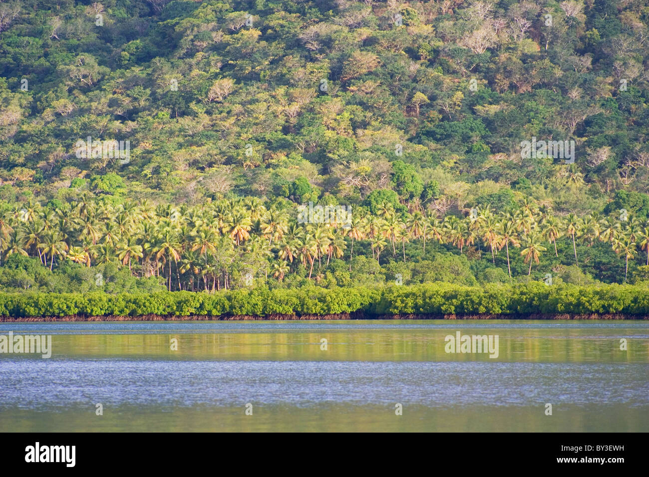 Mangroves fiji hi-res stock photography and images - Alamy