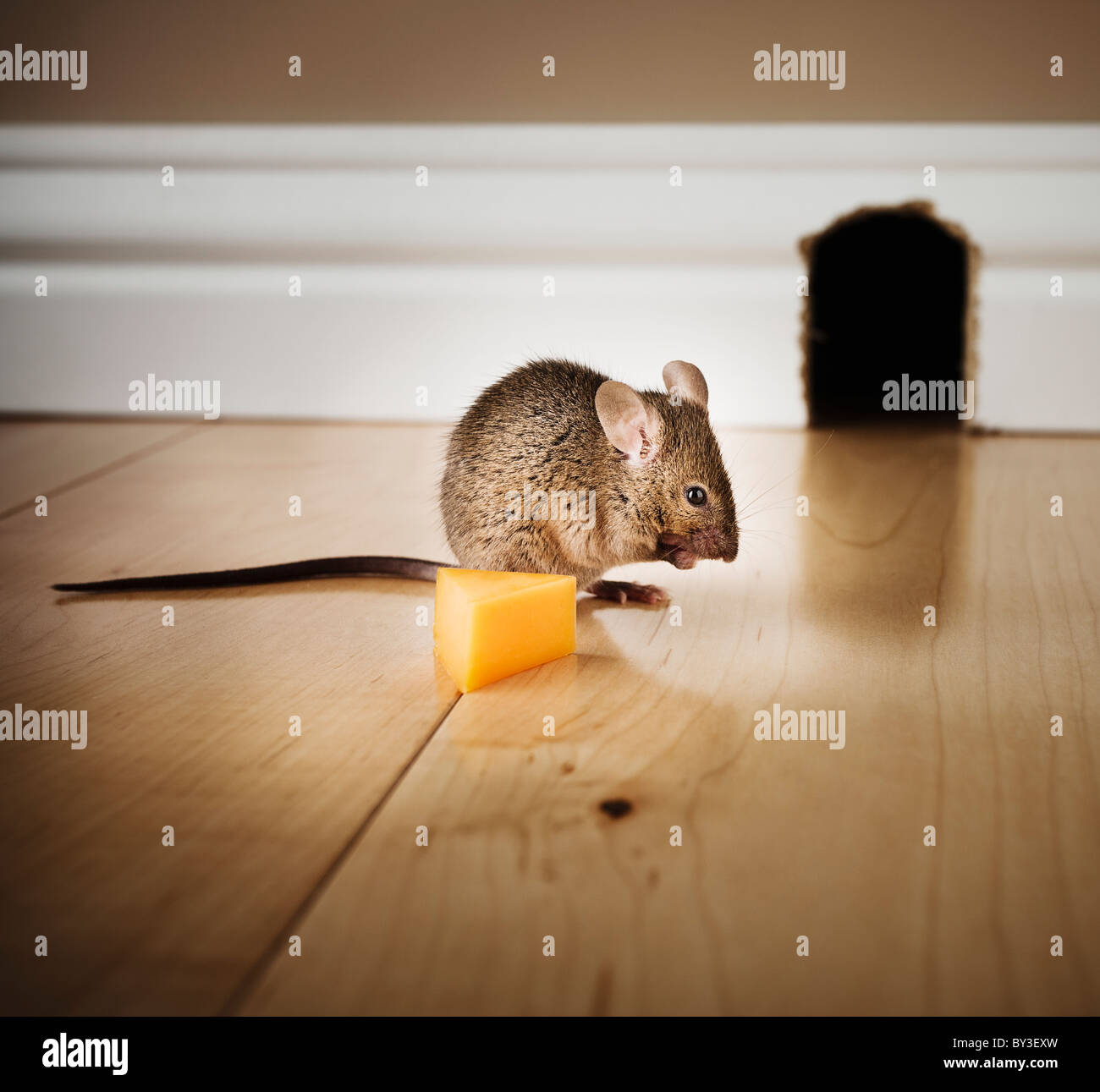 Mouse and cheese wedge in front of mouse hole Stock Photo - Alamy