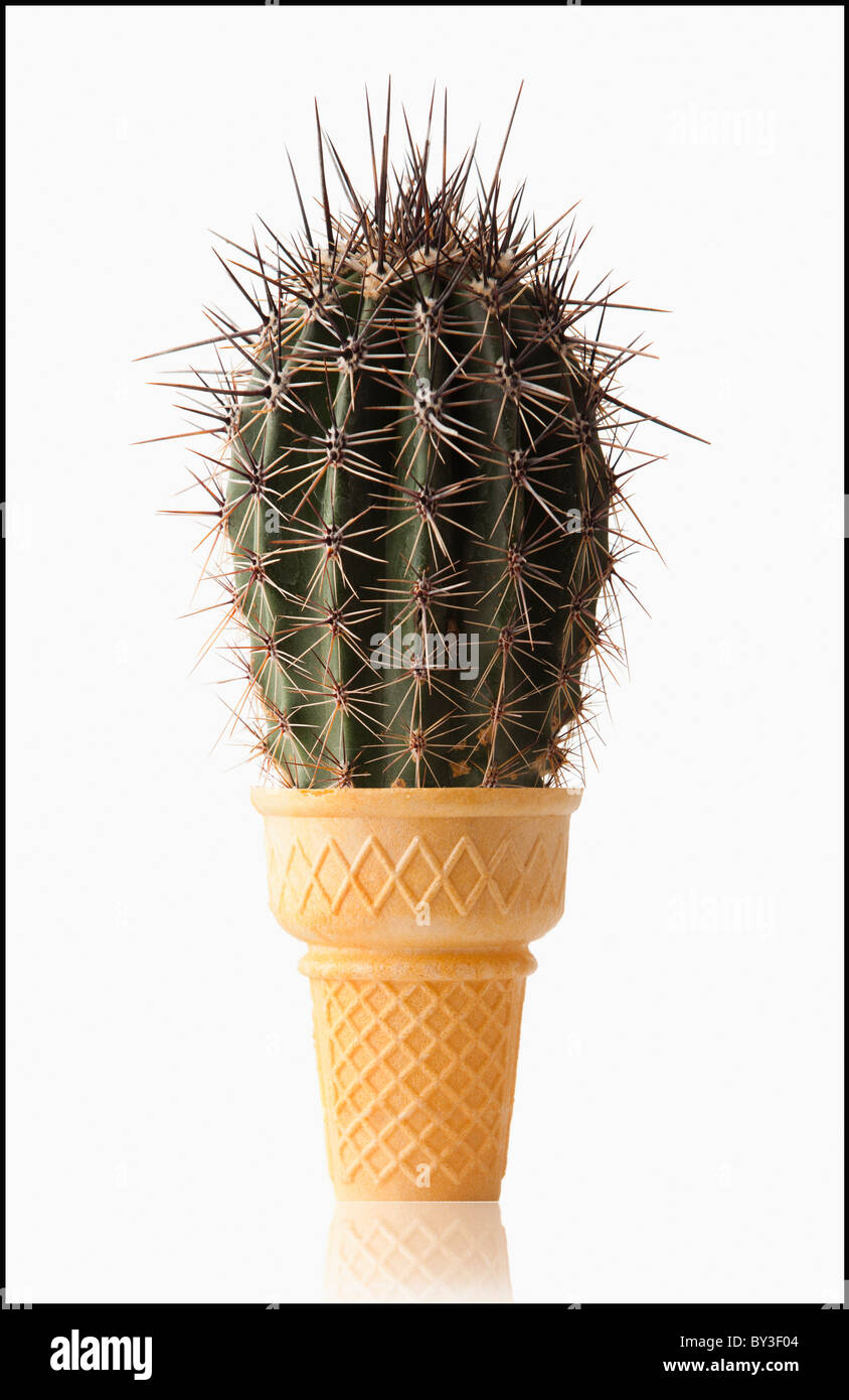 Cactus in Ice Cream Cone Stock Photo - Alamy