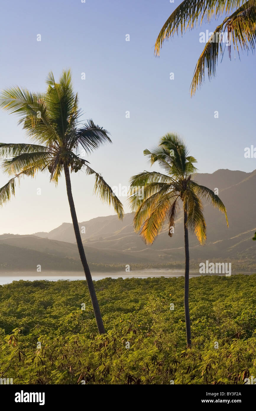 Palm trees, mangroves and mountains on a tropical island in Fiji Stock ...