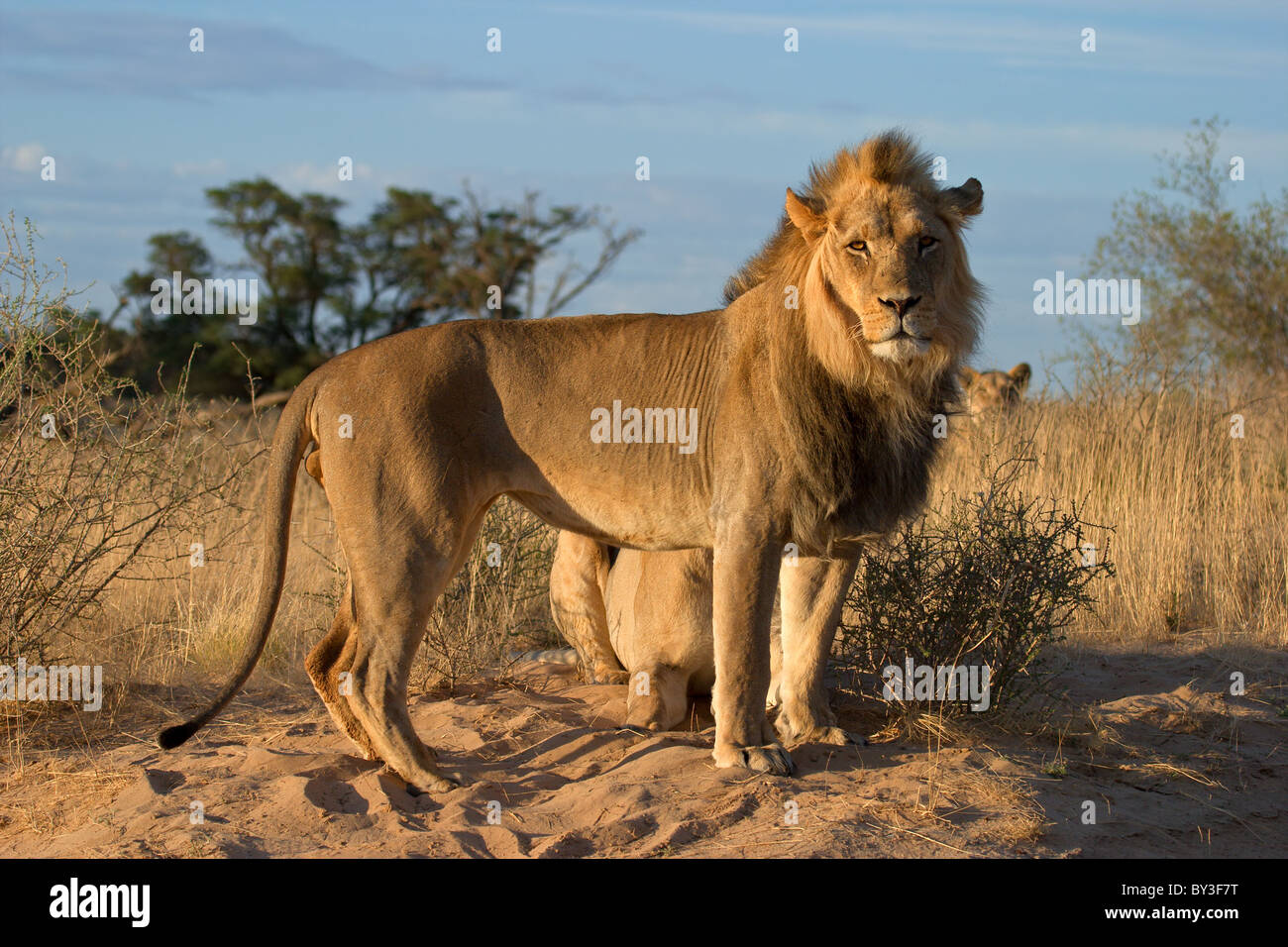 African lions (Panthera leo), Kgalagadi Transfrontier Park, South ...