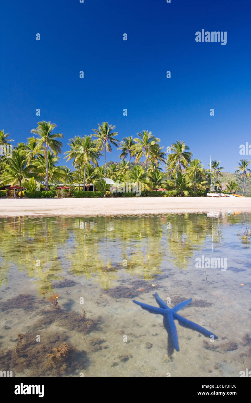 Beautiful starfish linckia laevigata hi-res stock photography and ...