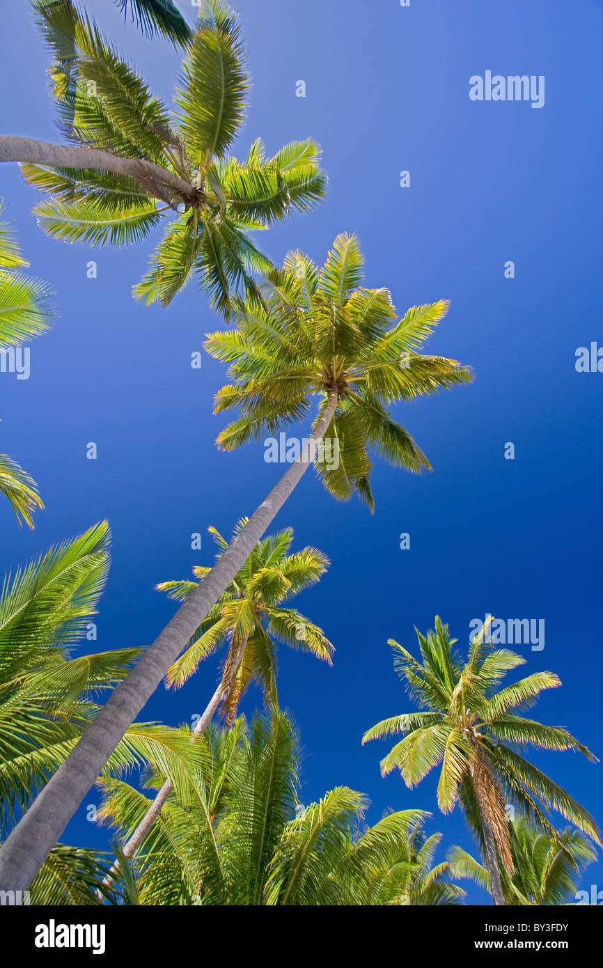 Palm trees on a tropical island in Fiji Stock Photo - Alamy