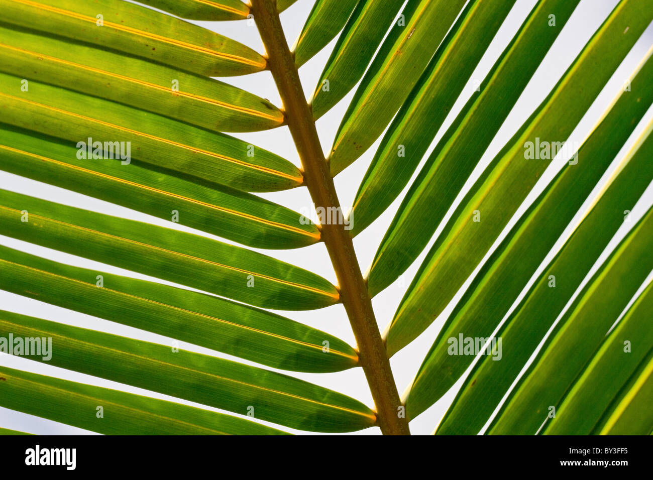 Beautiful detail and patterns of a palm leaf Stock Photo - Alamy