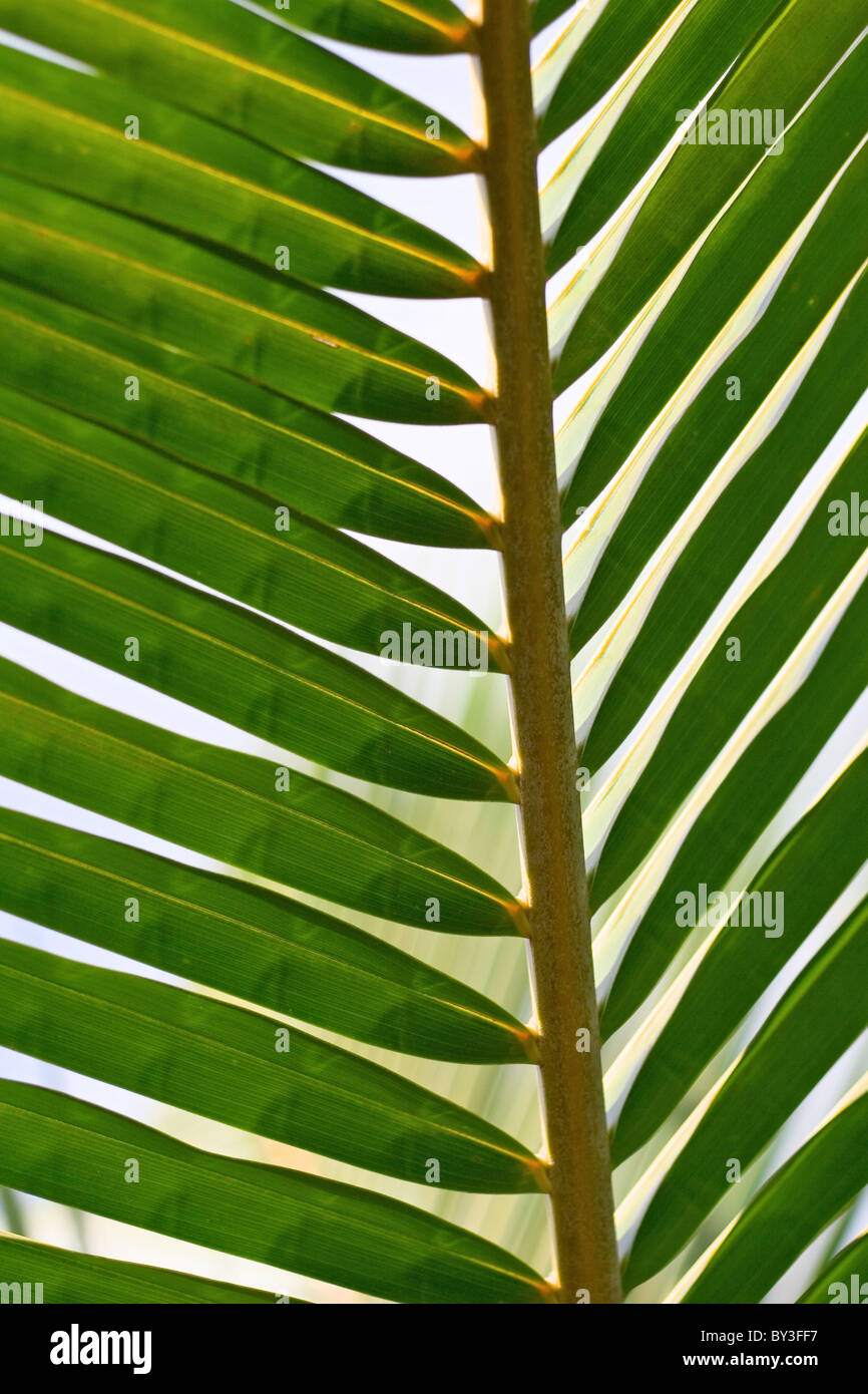 Beautiful detail and patterns of a palm leaf Stock Photo - Alamy