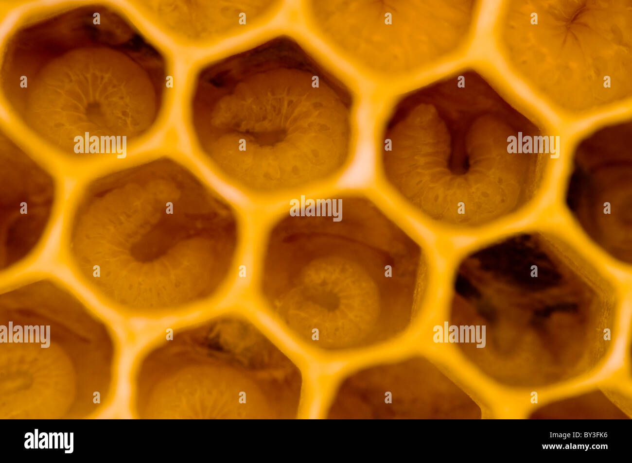 Bee Larvae Honeybees Apis mellifera Stock Photo - Alamy