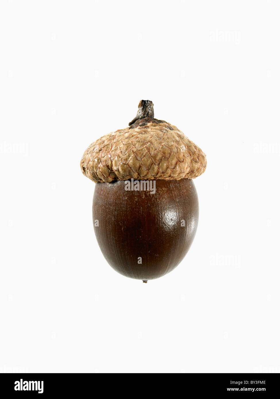 Acorn nut cap hi-res stock photography and images - Alamy