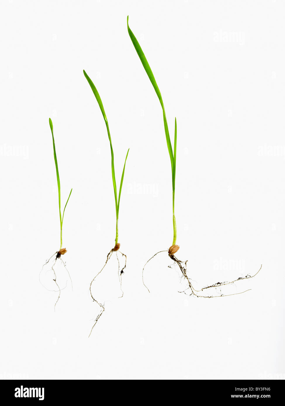 Grass Cut Out Stock Images & Pictures - Alamy