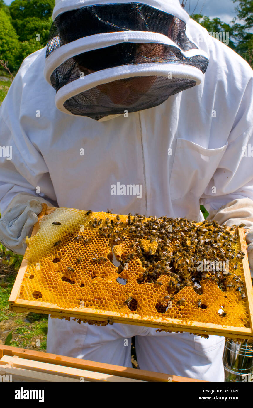 Beekeeper Honeybees Apis mellifera (model released Stock Photo - Alamy