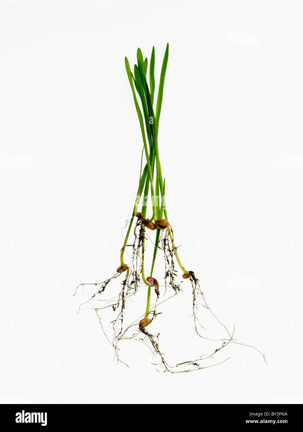 Grass roots Cut Out Stock Images & Pictures - Alamy