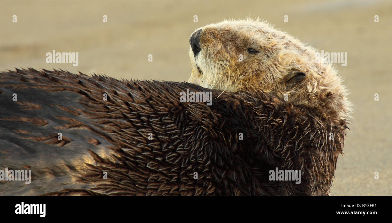 A Sea Otter looking back Stock Photo - Alamy
