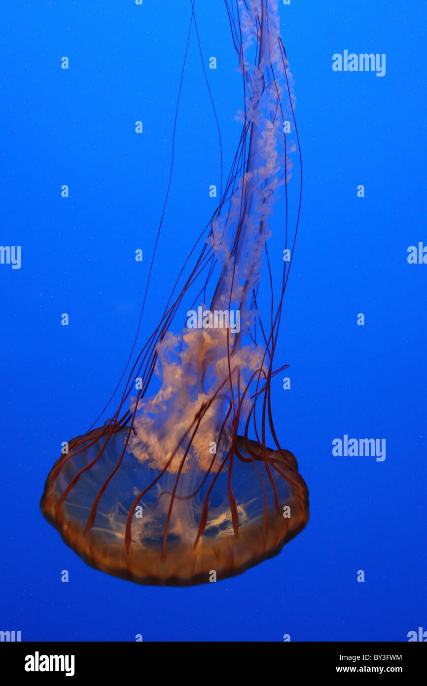 A Jellyfish from above as it swims by Stock Photo - Alamy