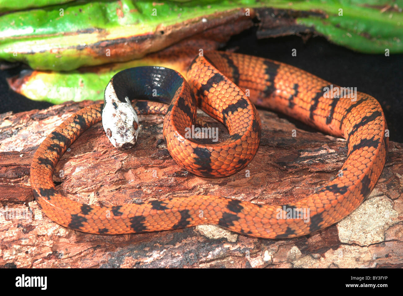 Asthenodipsas borneensis Slug eating snake Stock Photo - Alamy