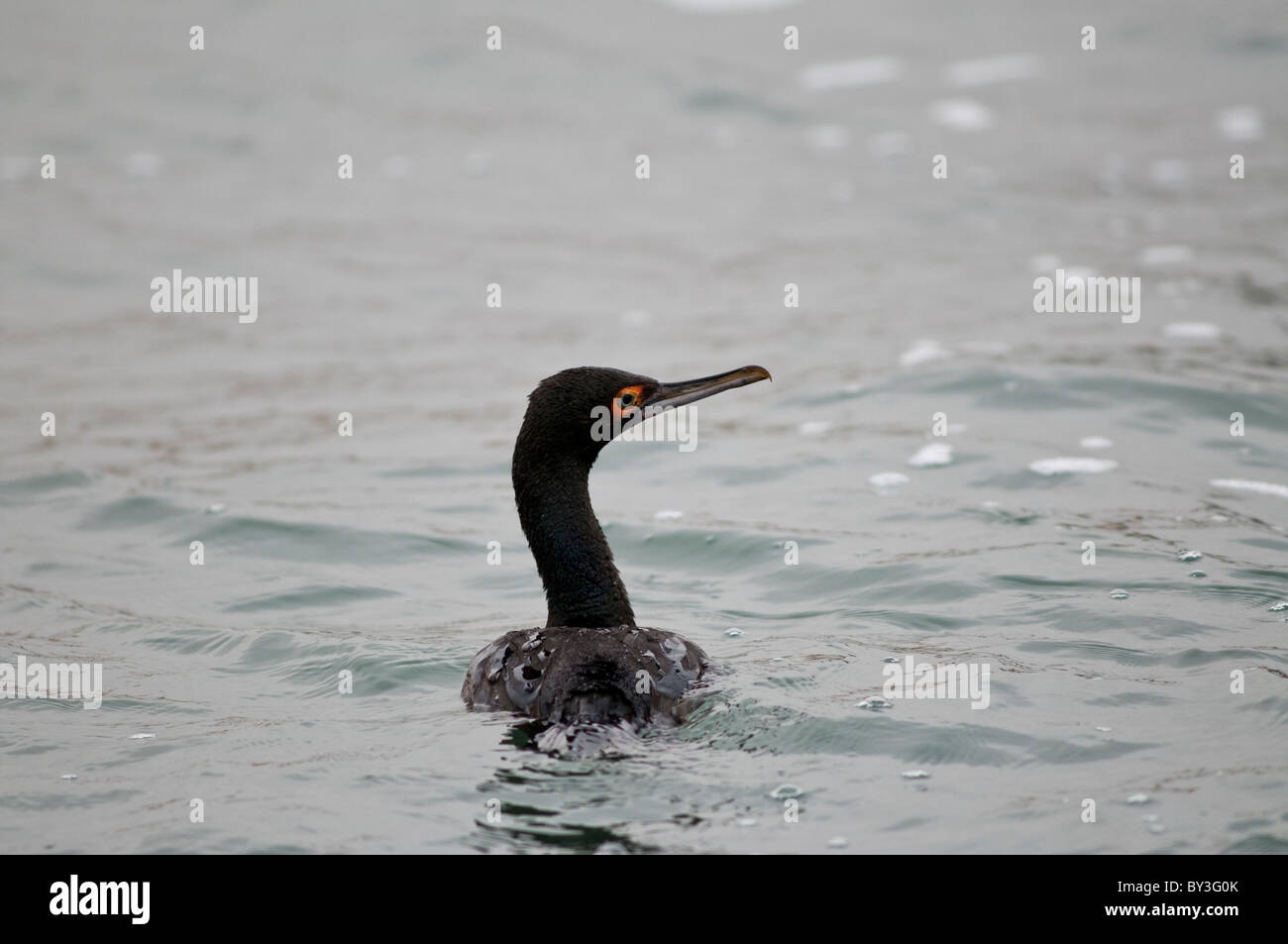 Guanay Cormorant or Guanay Shag (Phalacrocorax bougainvillii or ...