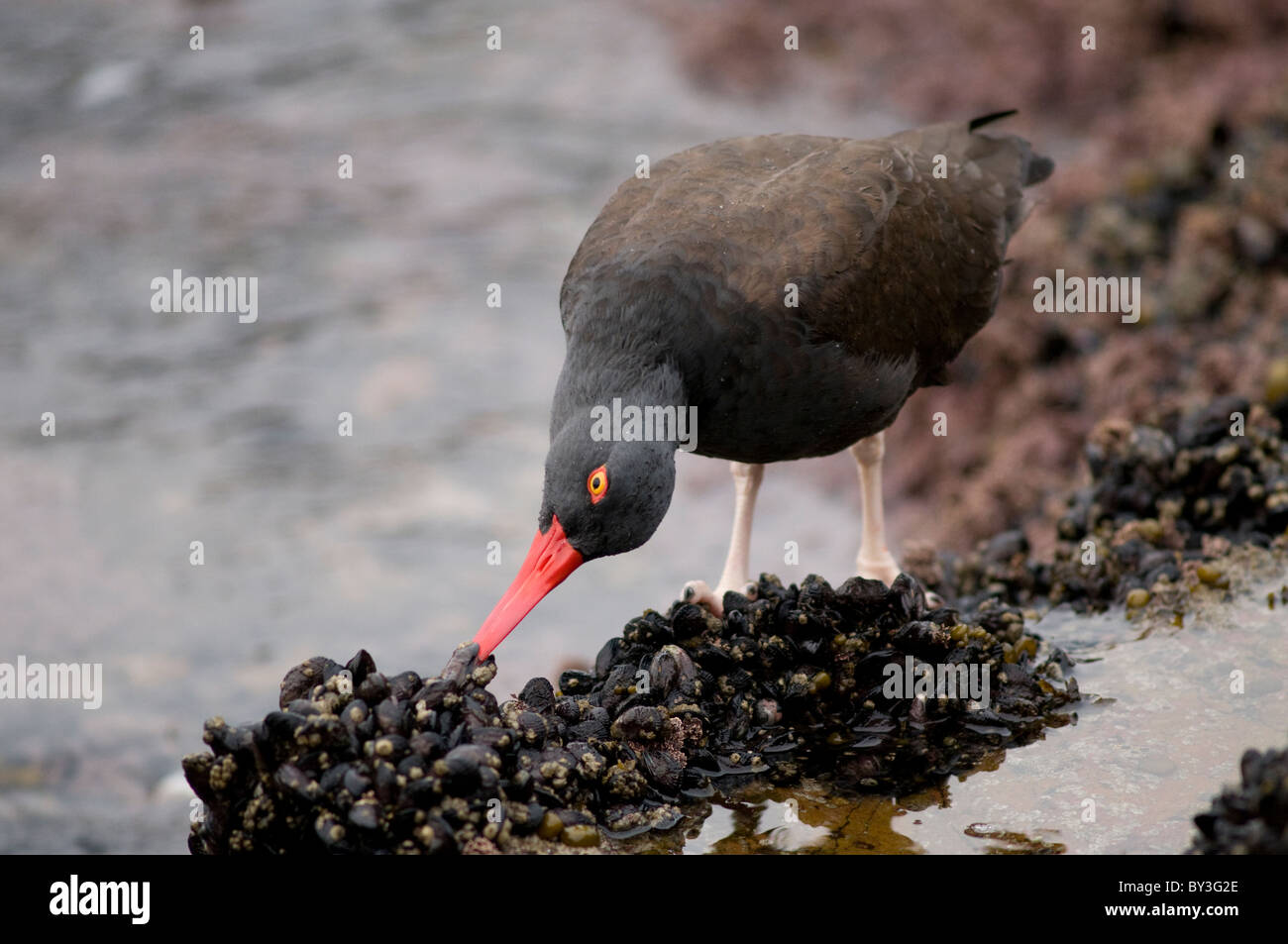 Blackish Oystercatcher High Resolution Stock Photography and Images - Alamy