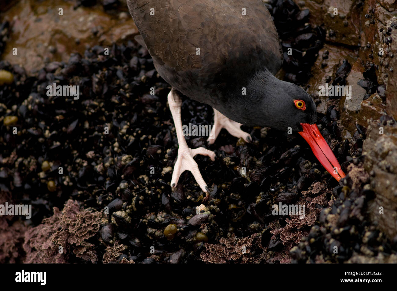 Blackish Oystercatcher High Resolution Stock Photography and Images - Alamy