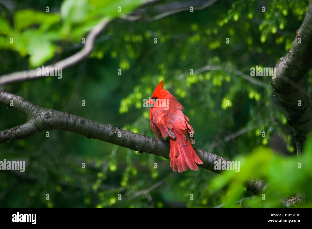 USA, Ohio, Cardinal on branch Stock Photo - Alamy