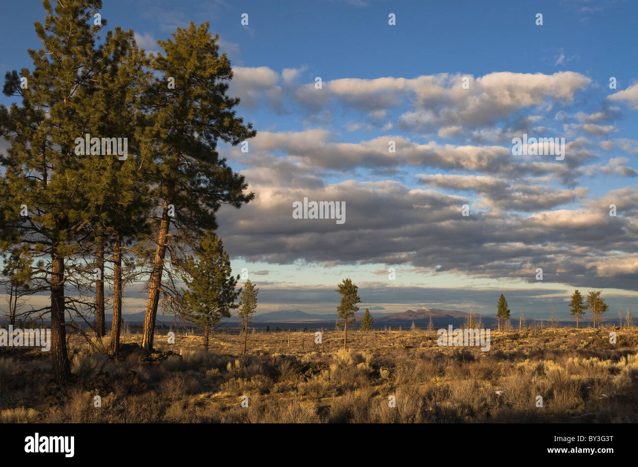 USA, Oregon, Desert Pines Stock Photo - Alamy
