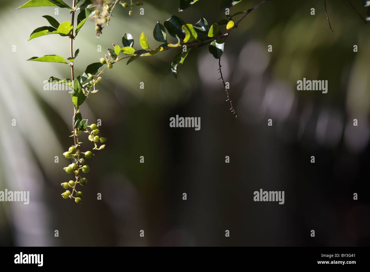 Hanging berries hi-res stock photography and images - Alamy