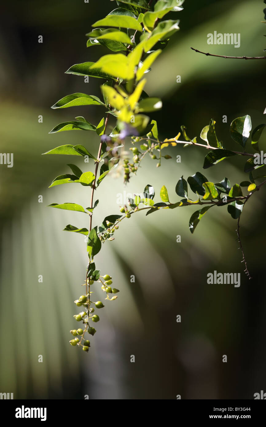 Art Imitating Nature Stock Photo - Alamy