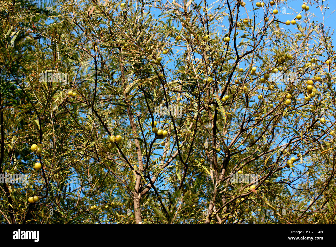 Goose berries hi-res stock photography and images - Alamy