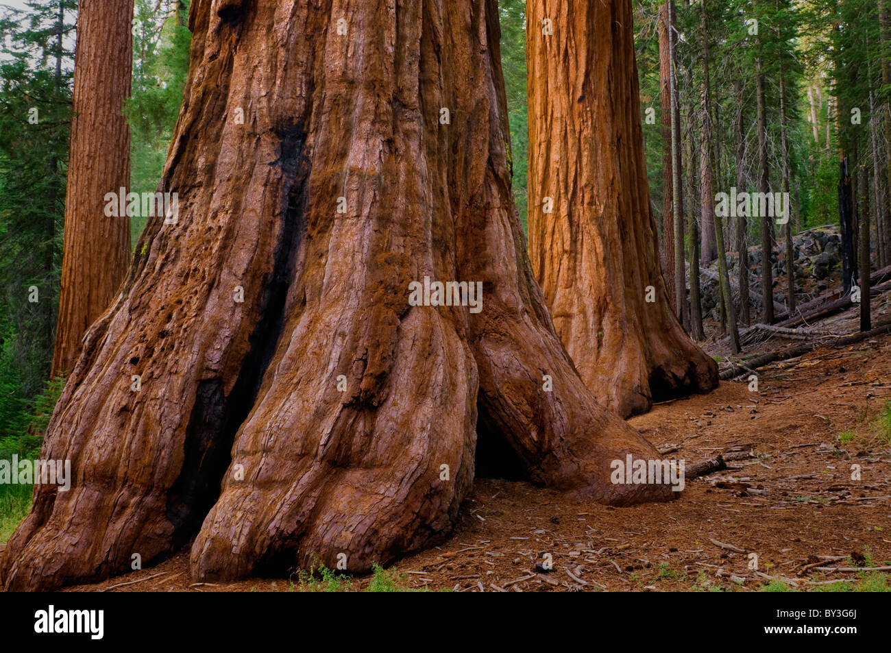USA, California, Giant Sequoia tree Stock Photo - Alamy
