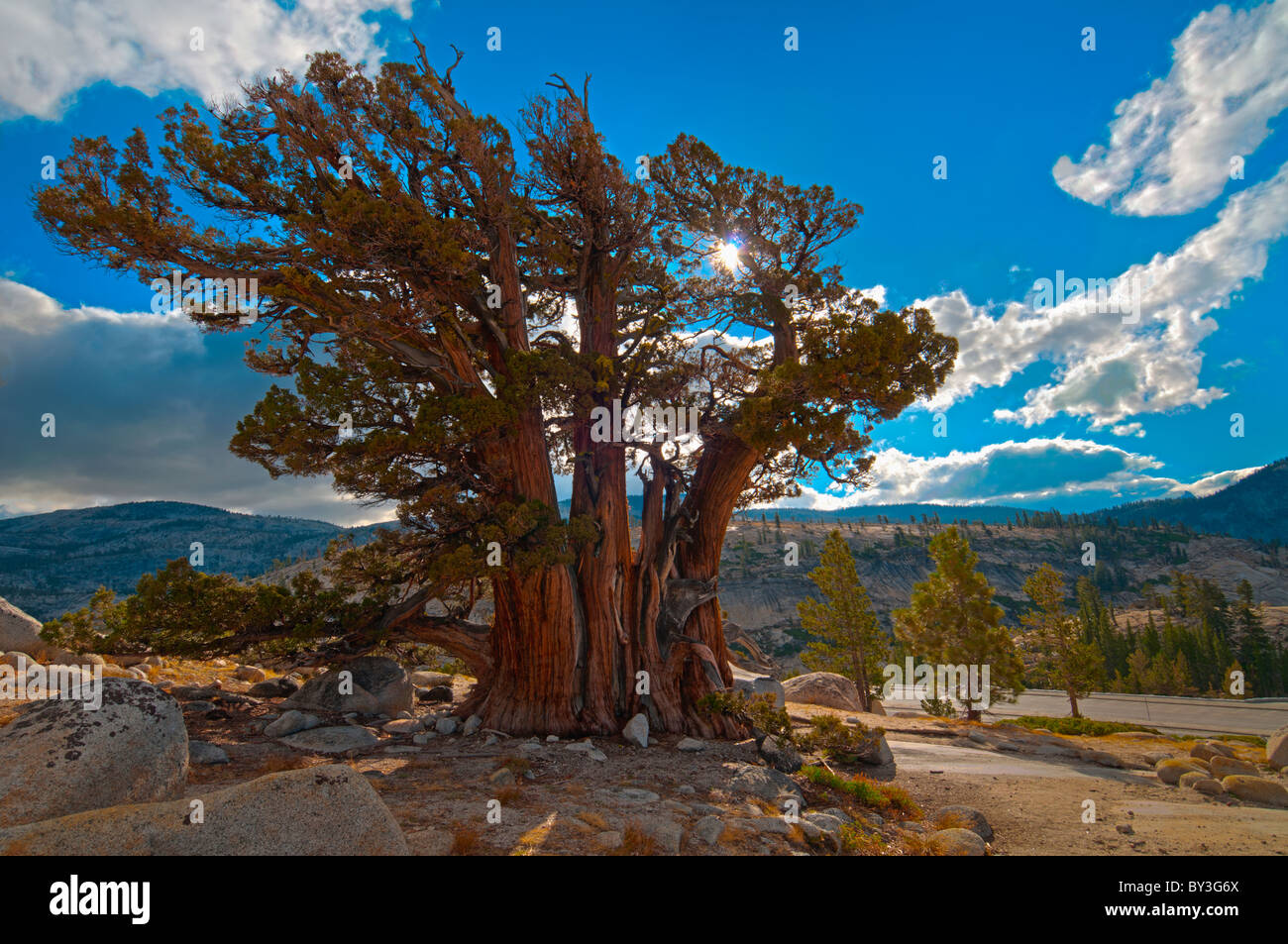 California juniper hi-res stock photography and images - Alamy