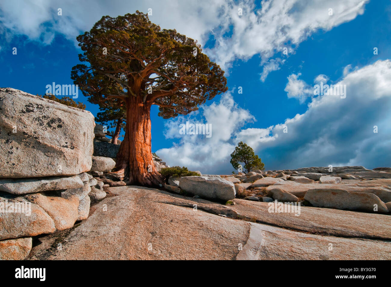USA, California, Juniper tree on rocks Stock Photo - Alamy
