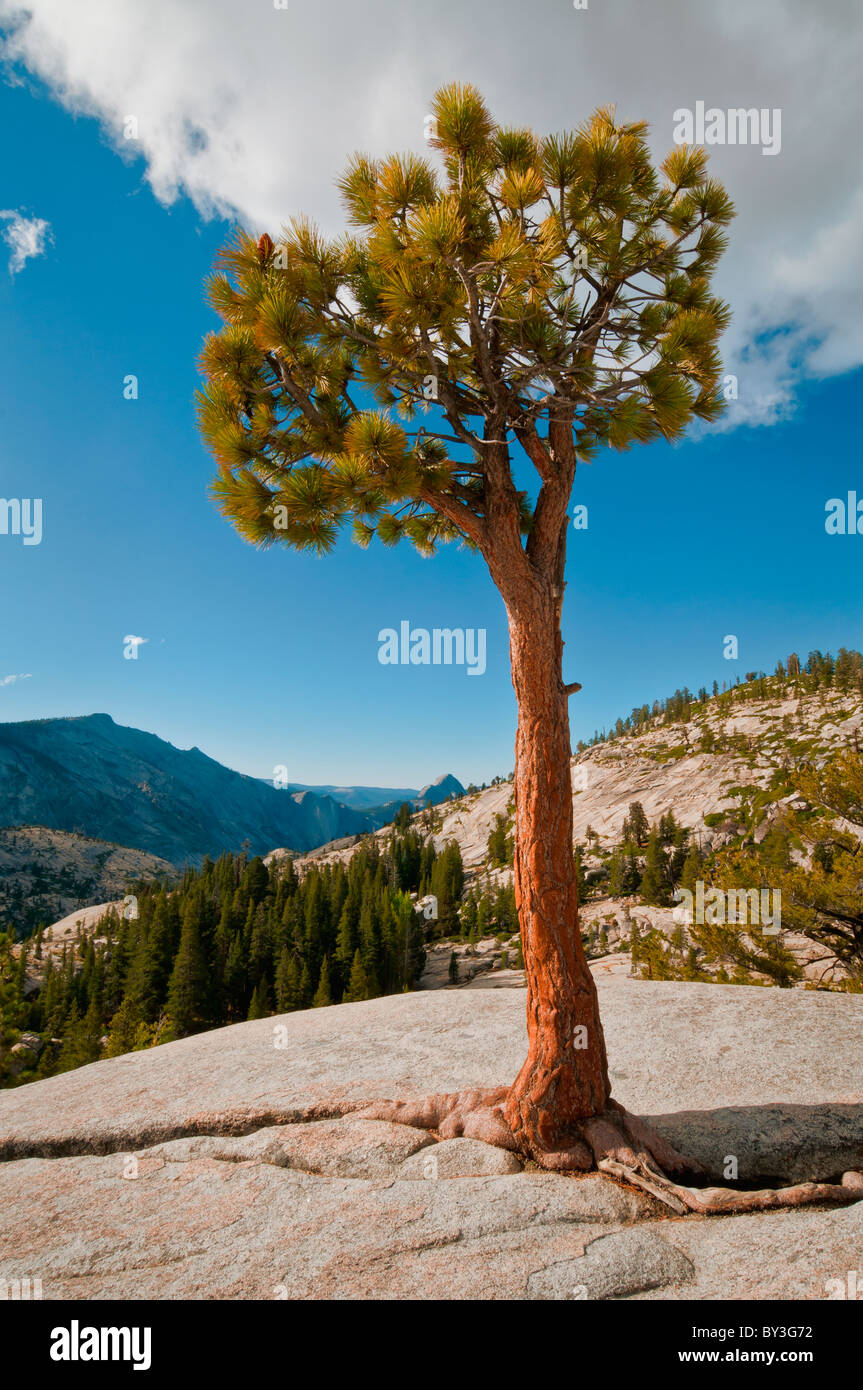 Vertical day daytime rock tree hi-res stock photography and images - Alamy