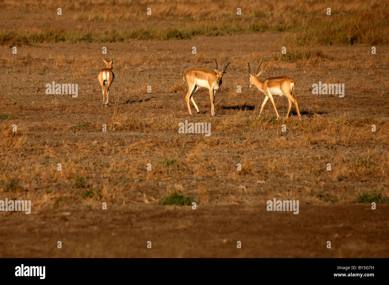 Black buck antelope hi-res stock photography and images - Alamy