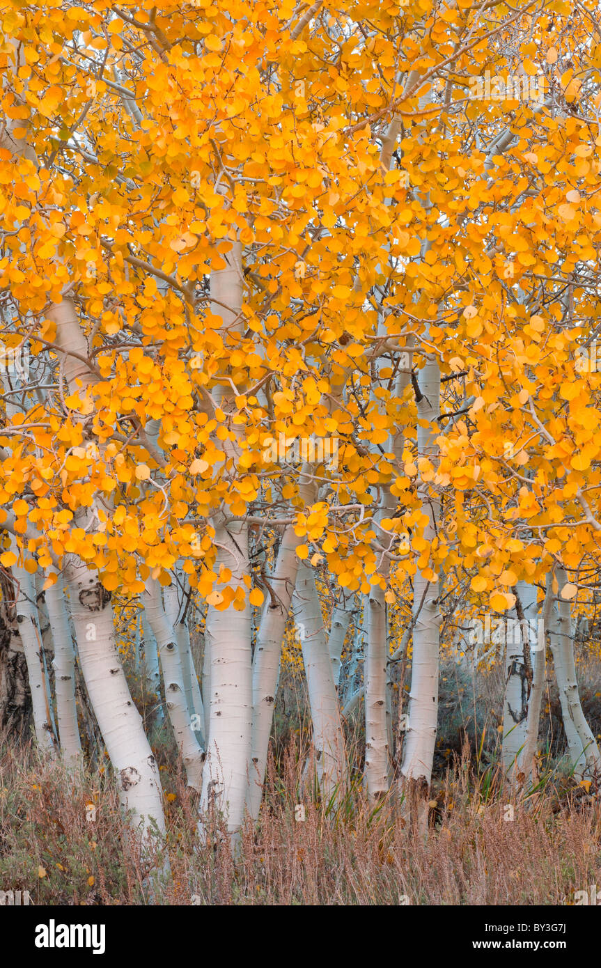 USA, California, Aspen tree trunks Stock Photo - Alamy