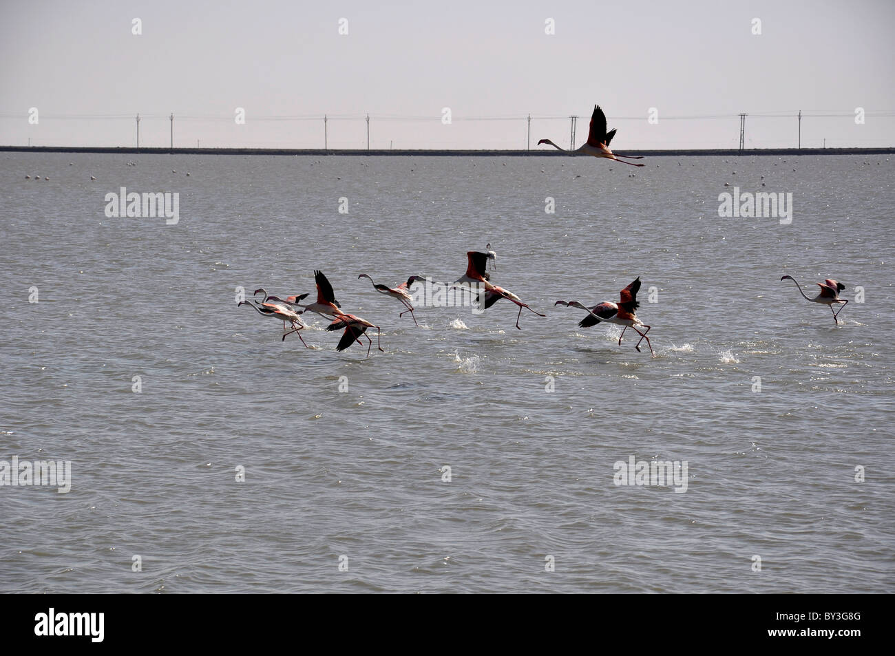 Flamingo is flying hi-res stock photography and images - Alamy