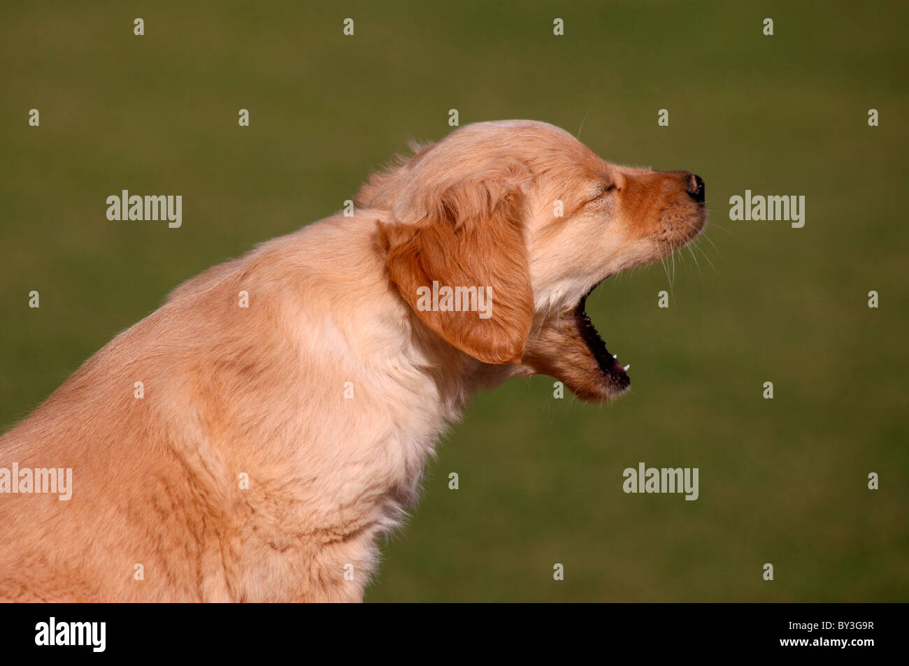 Puppy yawning hi-res stock photography and images - Alamy