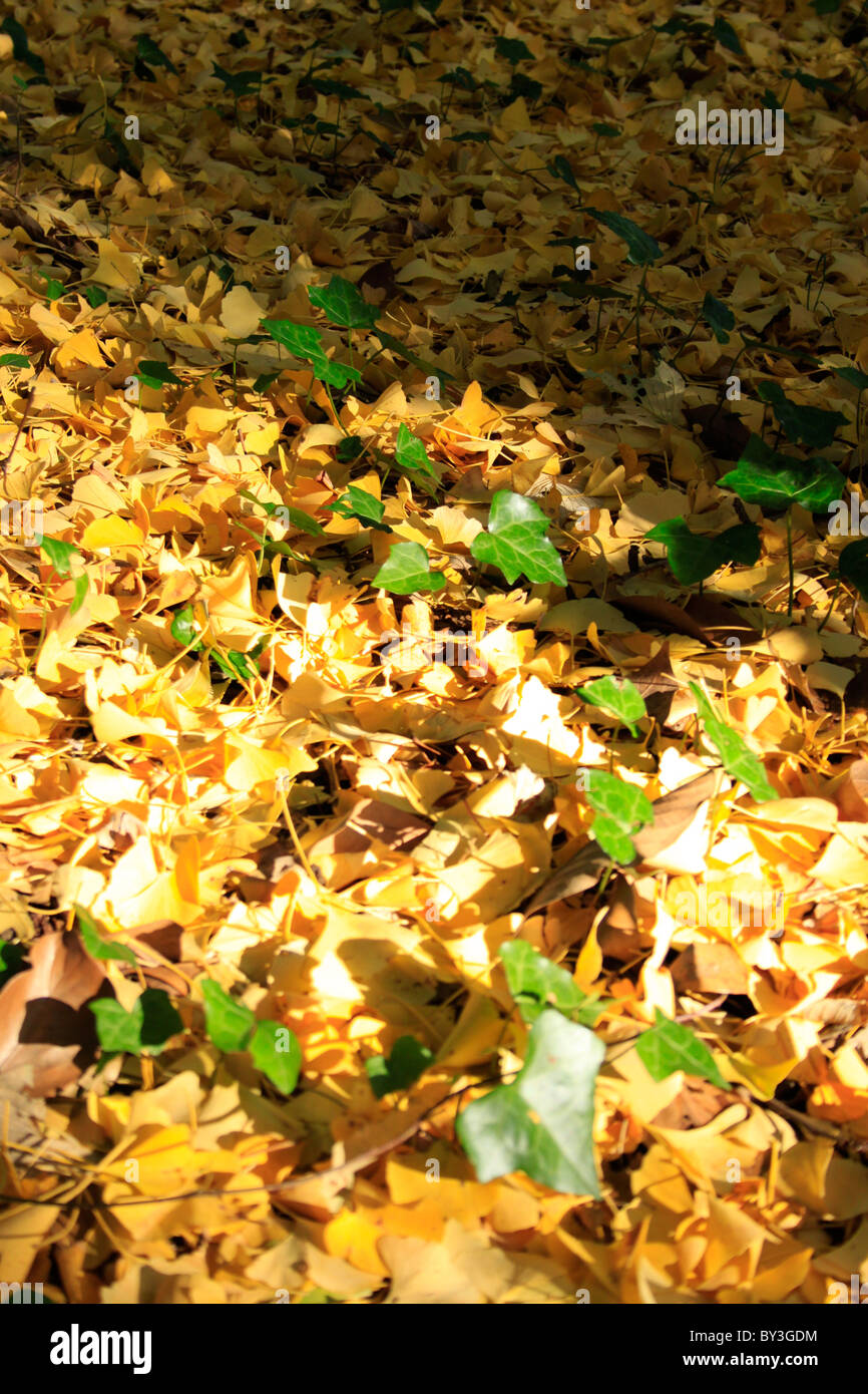 Fallen yellowed ginkgo leaves with new growth Stock Photo - Alamy