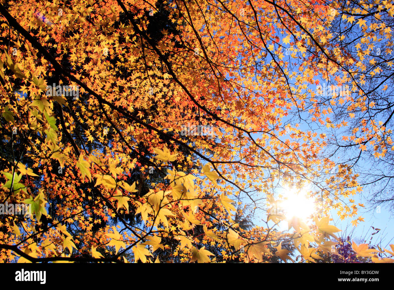 Leave in sunshine hi-res stock photography and images - Alamy