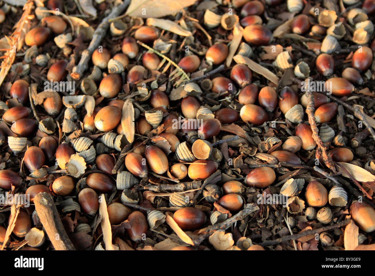 Full of acorns Stock Photo - Alamy