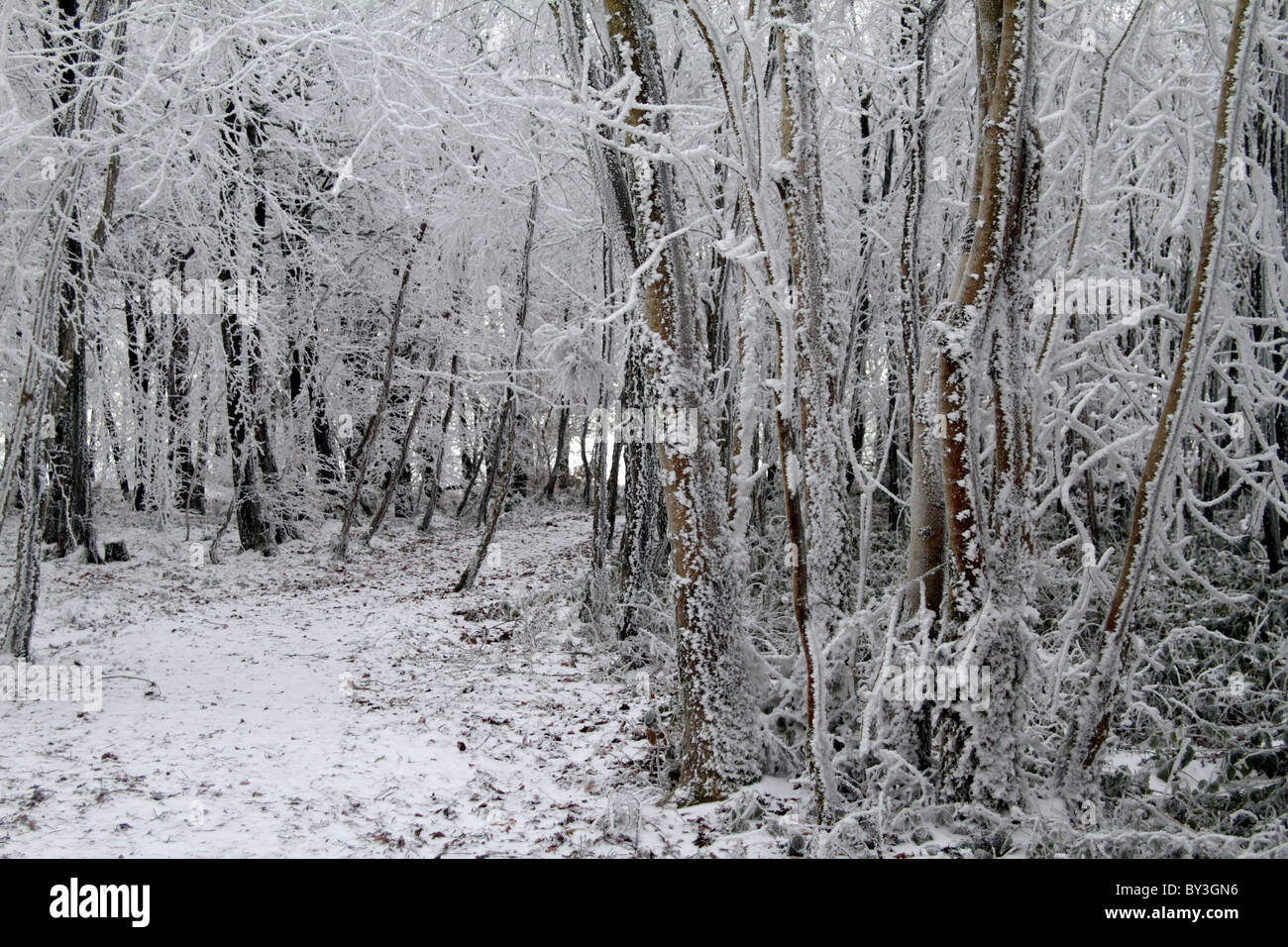 First Winter Snow in the Mendip Hills, Somerset December 2010 Stock ...