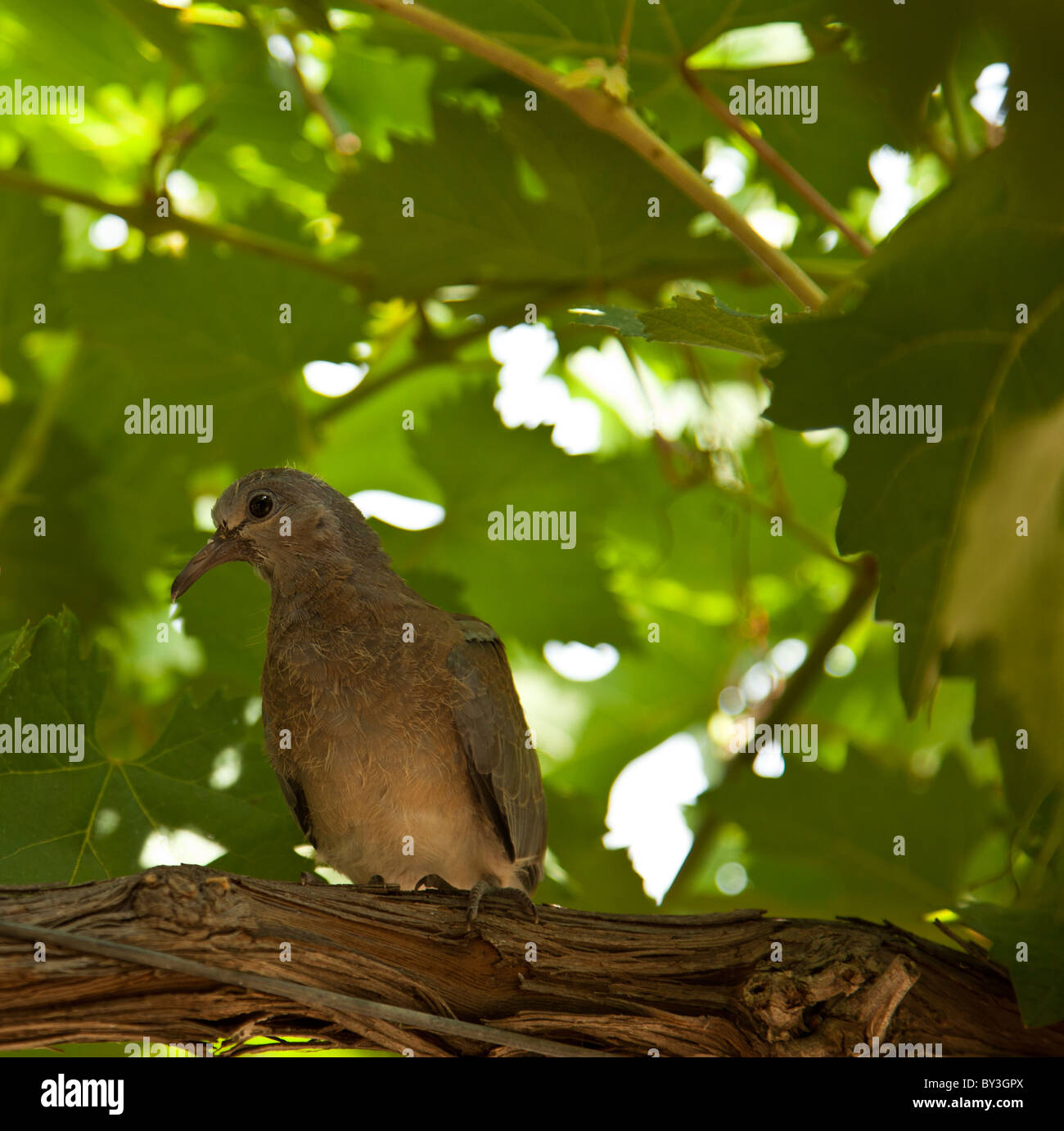 Morning dove hi-res stock photography and images - Alamy