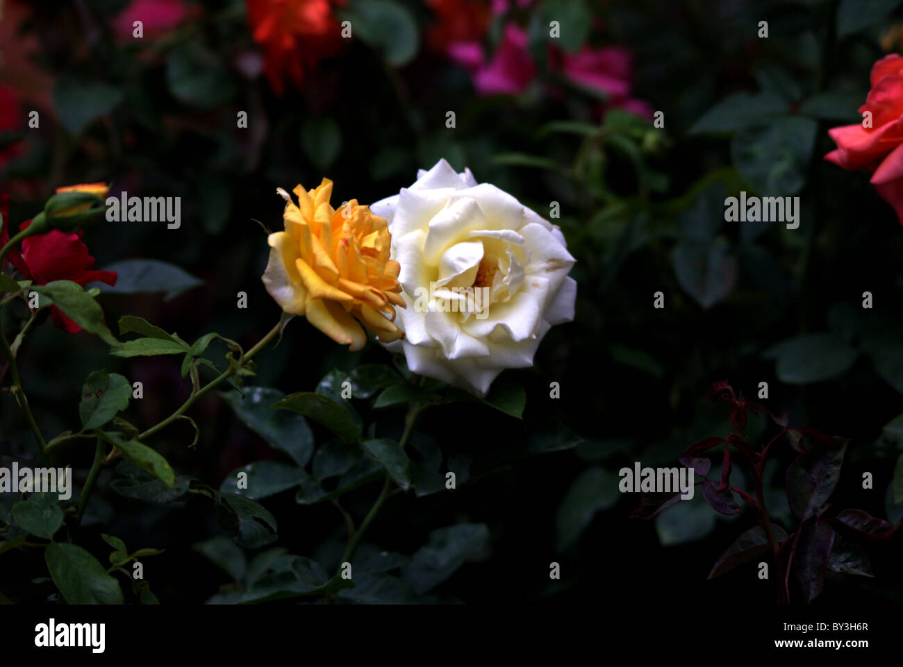 A beautiful yellow and white rose Stock Photo - Alamy