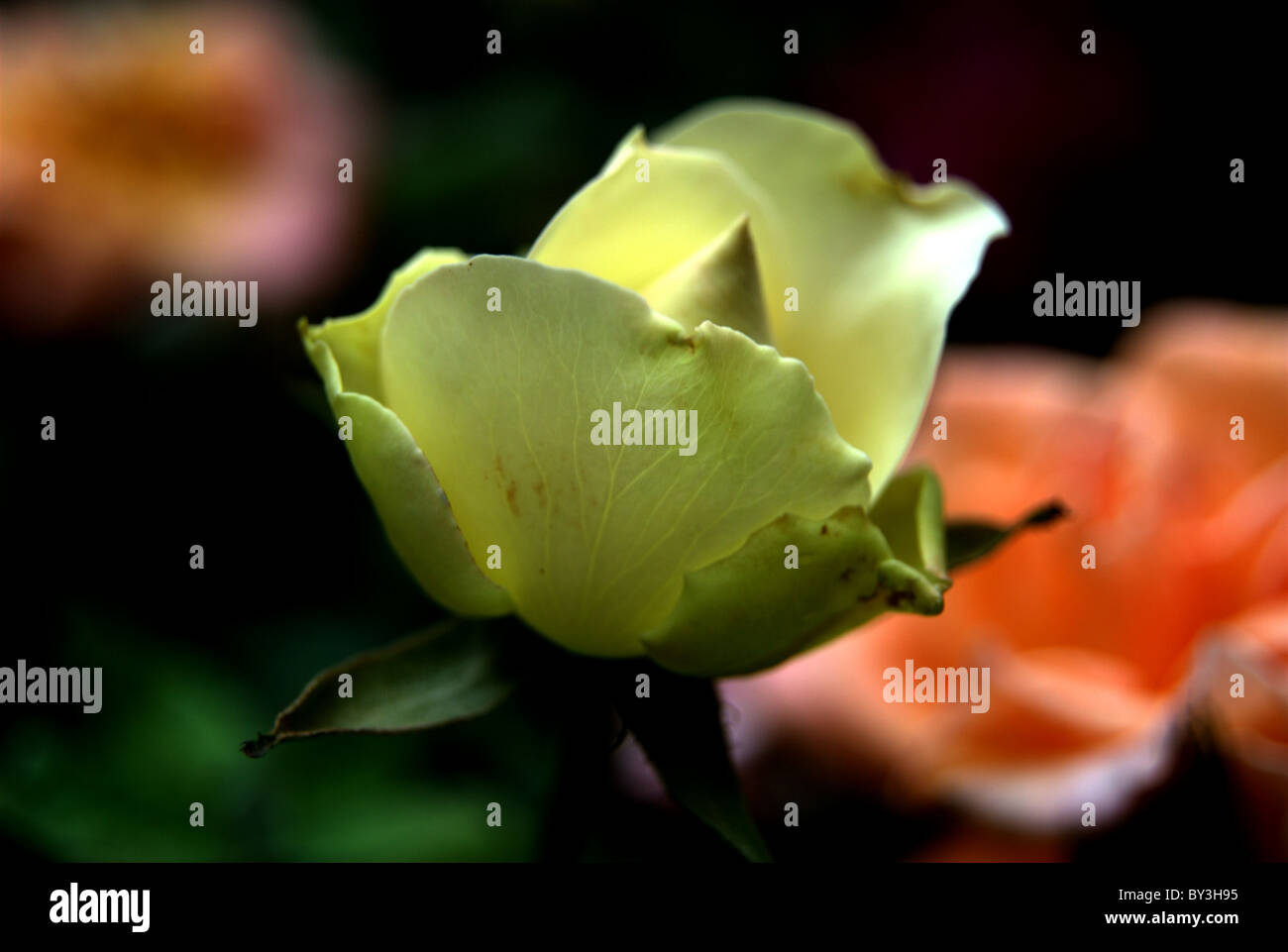 yellow rose bud Stock Photo - Alamy