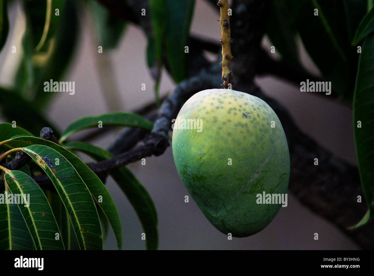 Alphonso mango hi-res stock photography and images - Alamy