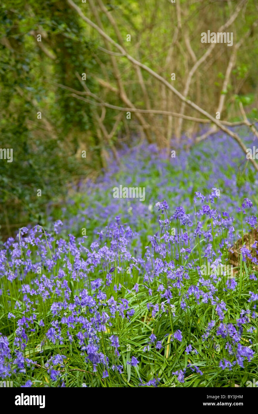 English woodland bluebells Stock Photo - Alamy
