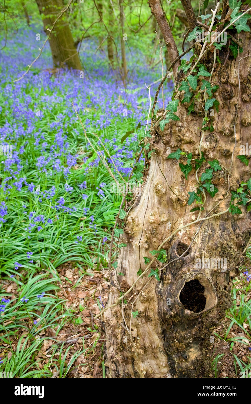 English woodland bluebells Stock Photo - Alamy