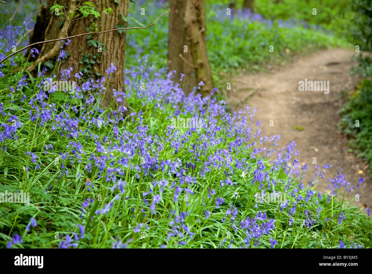 English woodland bluebells Stock Photo - Alamy