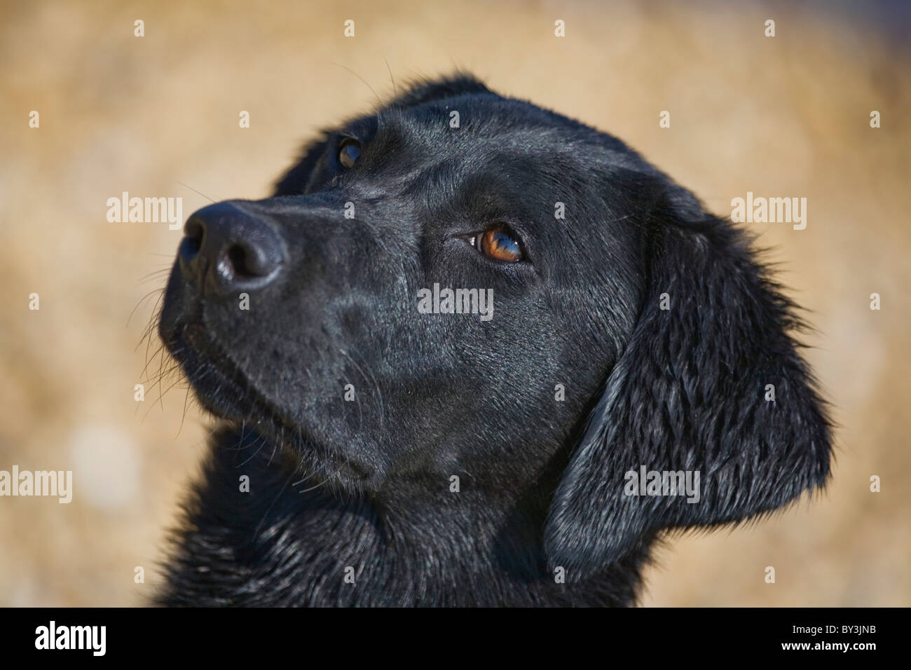 Black labrador head close up hi-res stock photography and images - Alamy