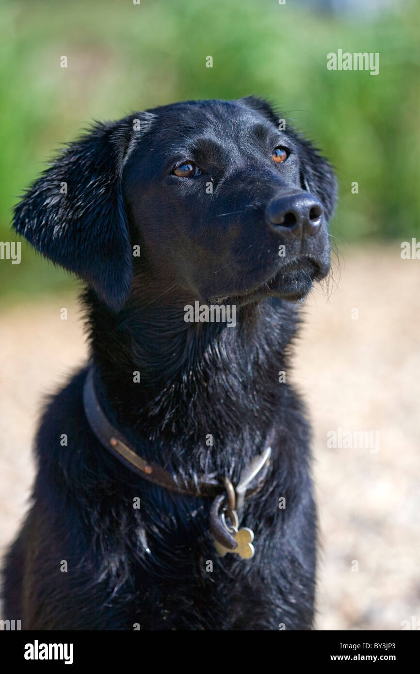 Black dog tag hi-res stock photography and images - Alamy